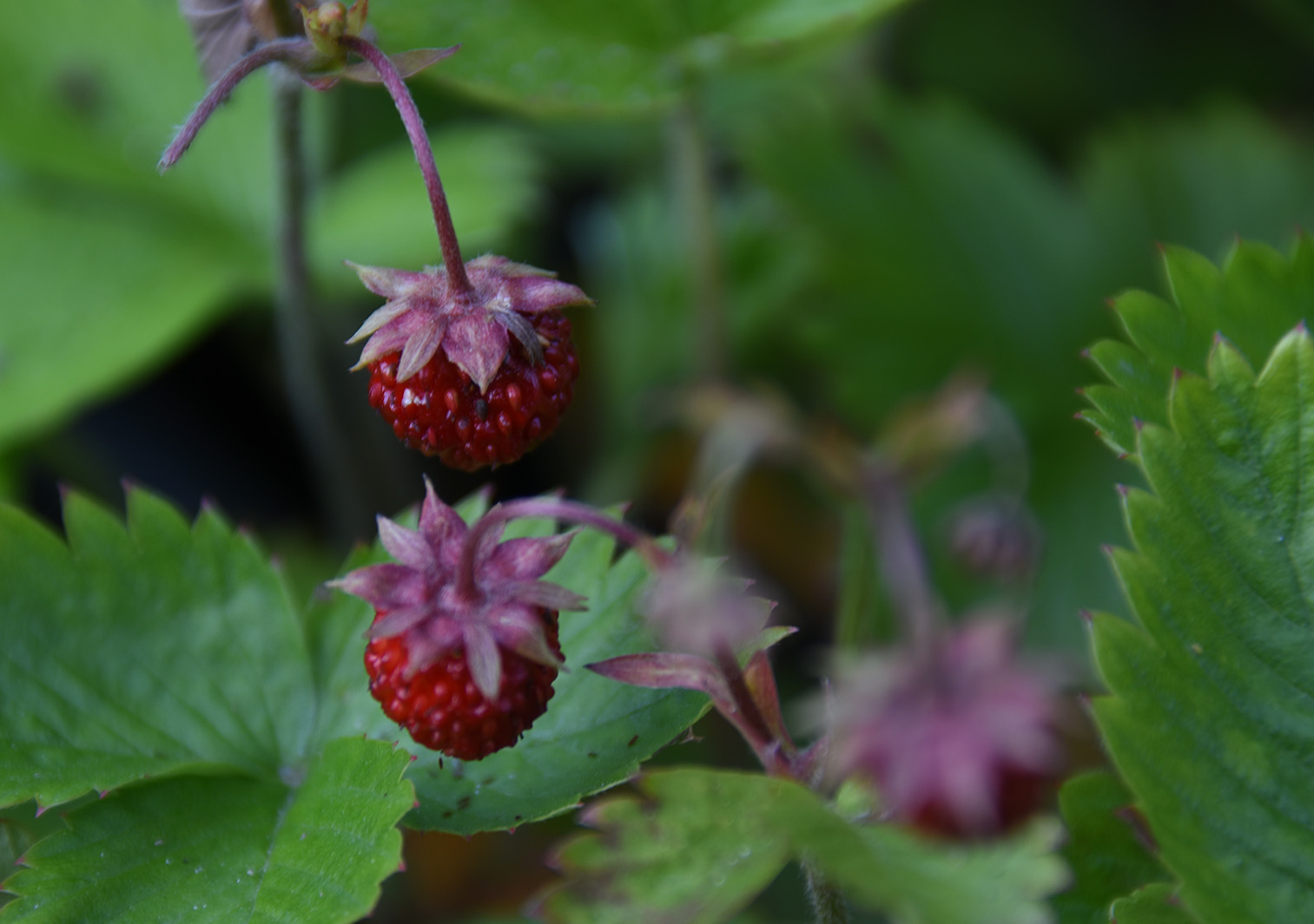 Ahomansikka (Fragaria vesca) - Pihaperhosen taimisto